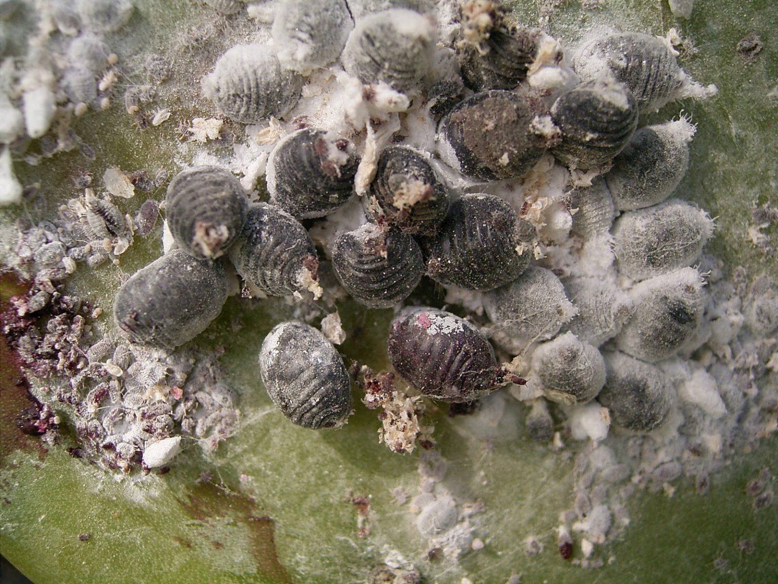 Infalible Truco 100 Natural Para Eliminar Las Cochinillas De Las Plantas