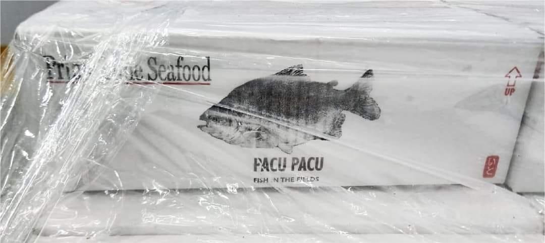 Acuicultura: Chaco realizó la primera exportación de pacú a los Estados ...