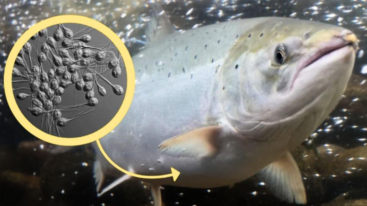 Investigadores encontraron un animal que no necesita oxígeno para ...