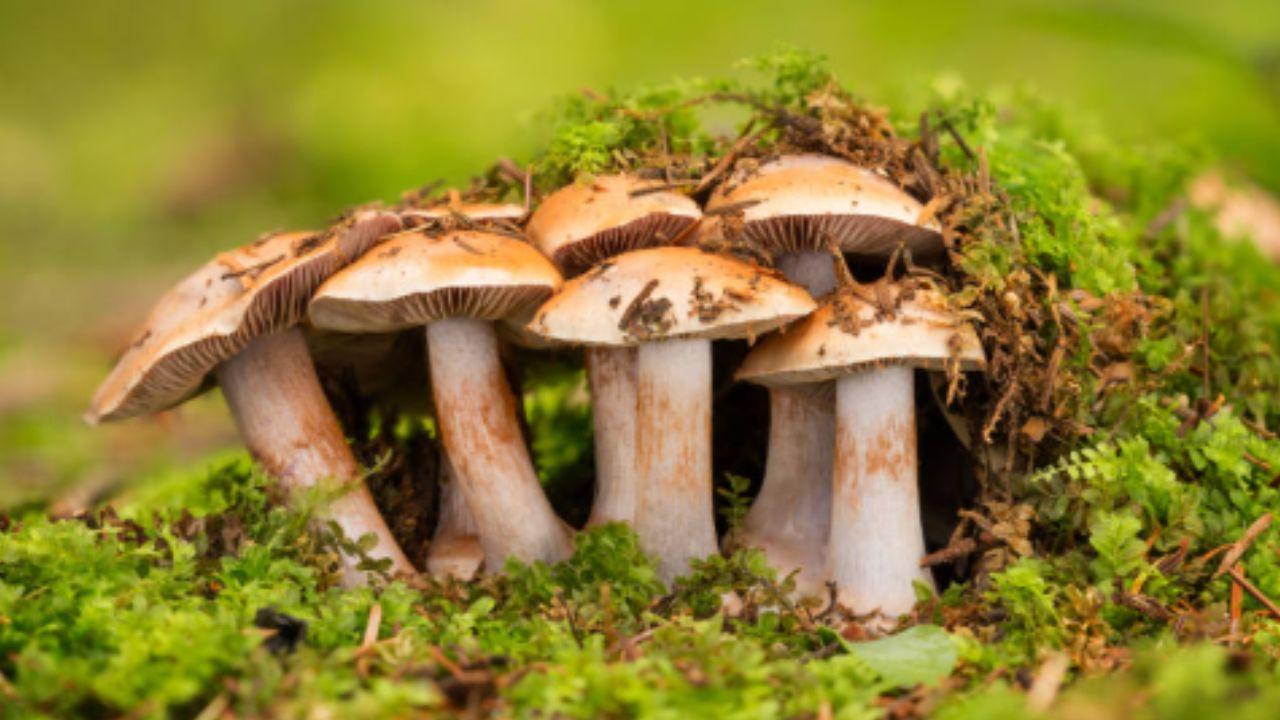 La infección por hongos que crece en América a causa del cambio climático