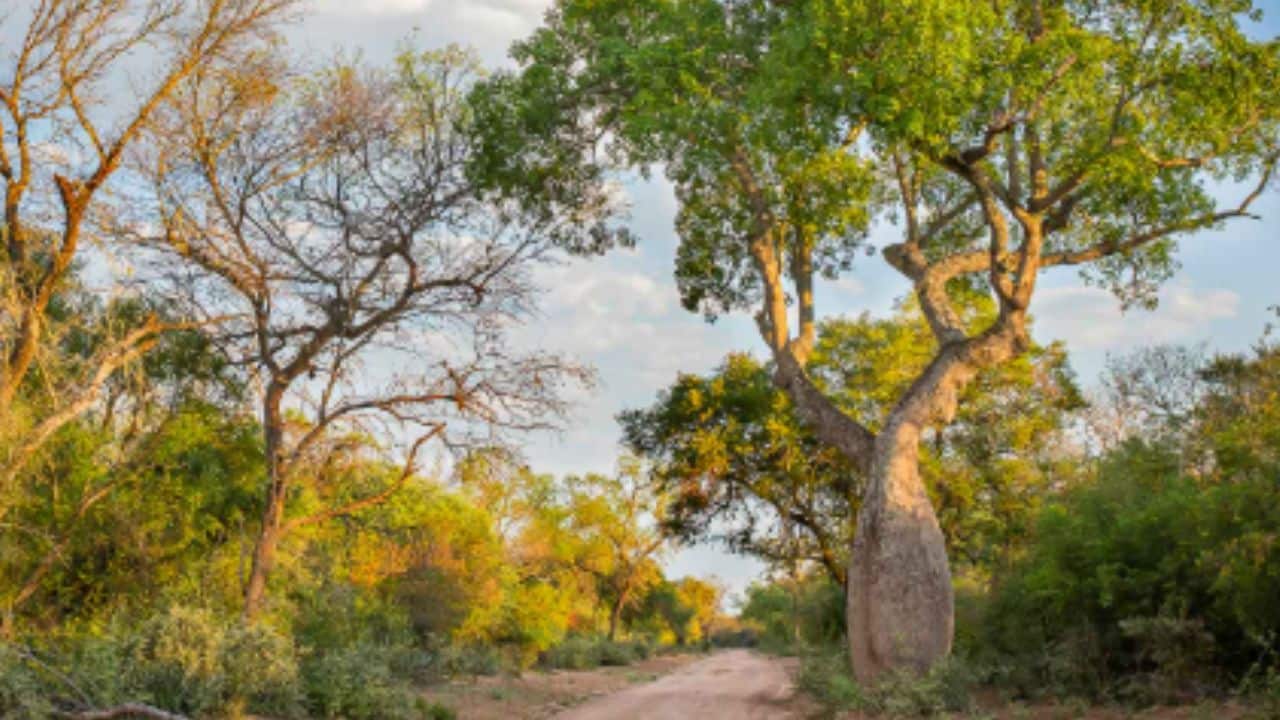 El Parque Nacional El Impenetrable lanza su temporada turística 2025