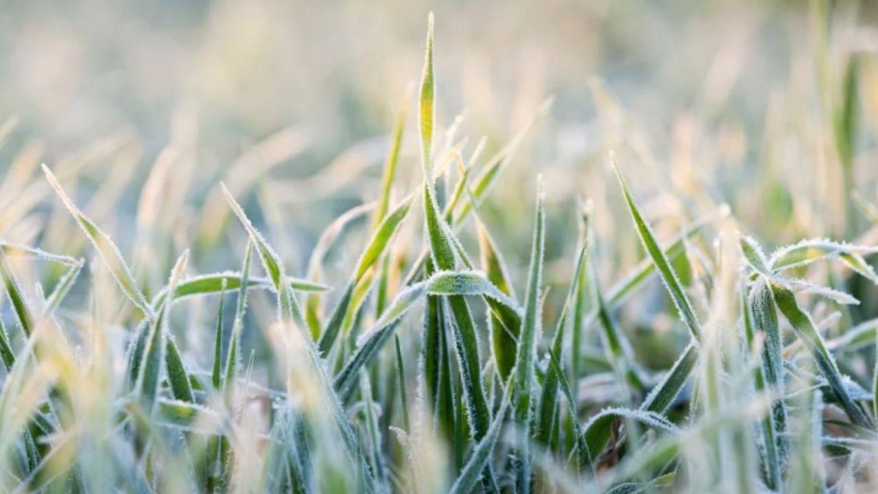Advierten que las primeras heladas llegan cada vez más tarde y esto ...