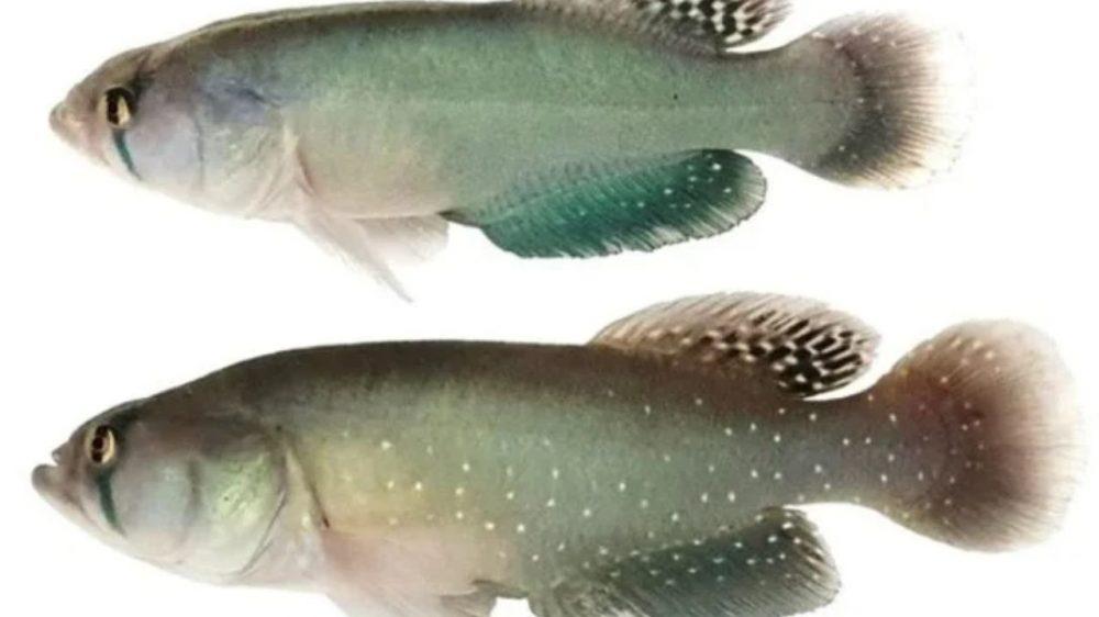 Hallan una especie de pez que se adapta a sobrevivir en la sequía