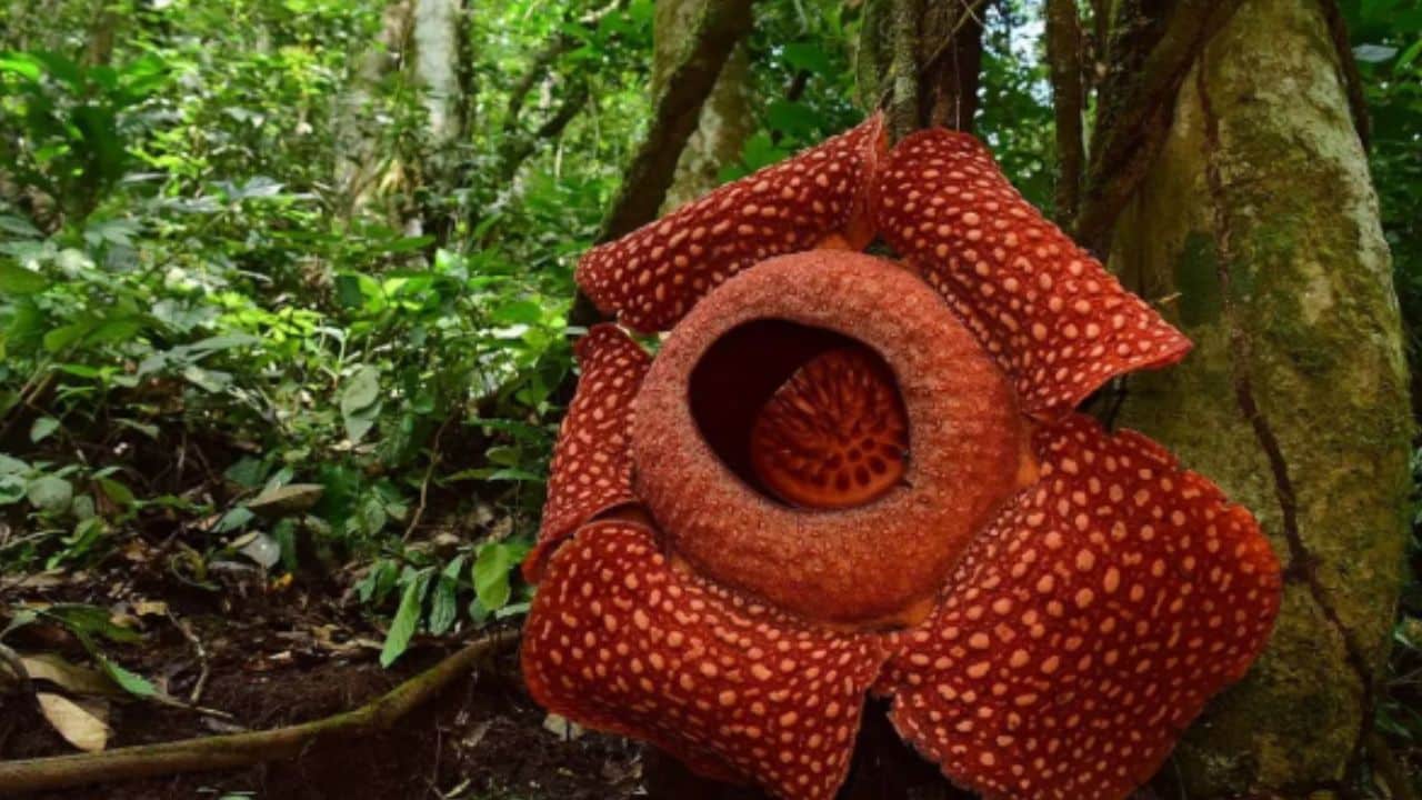 Esta isla compartida por tres países tiene la flor más grande del planeta