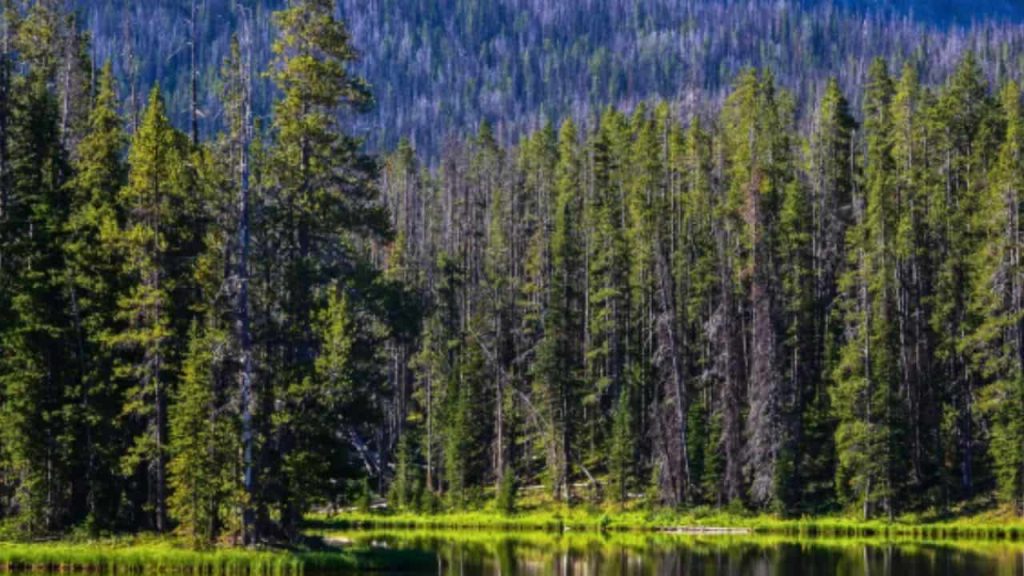 Dónde nació la idea de proteger la naturaleza: el primer Parque ...