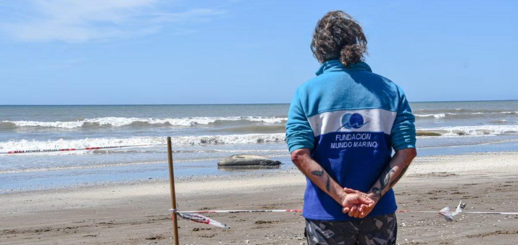 Verano en la Costa: cómo convivir con la fauna marina sin ponerla en riesgo