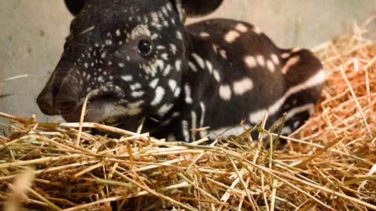 Nació en España un animal que estaba en peligro de extinción hace 20 años
